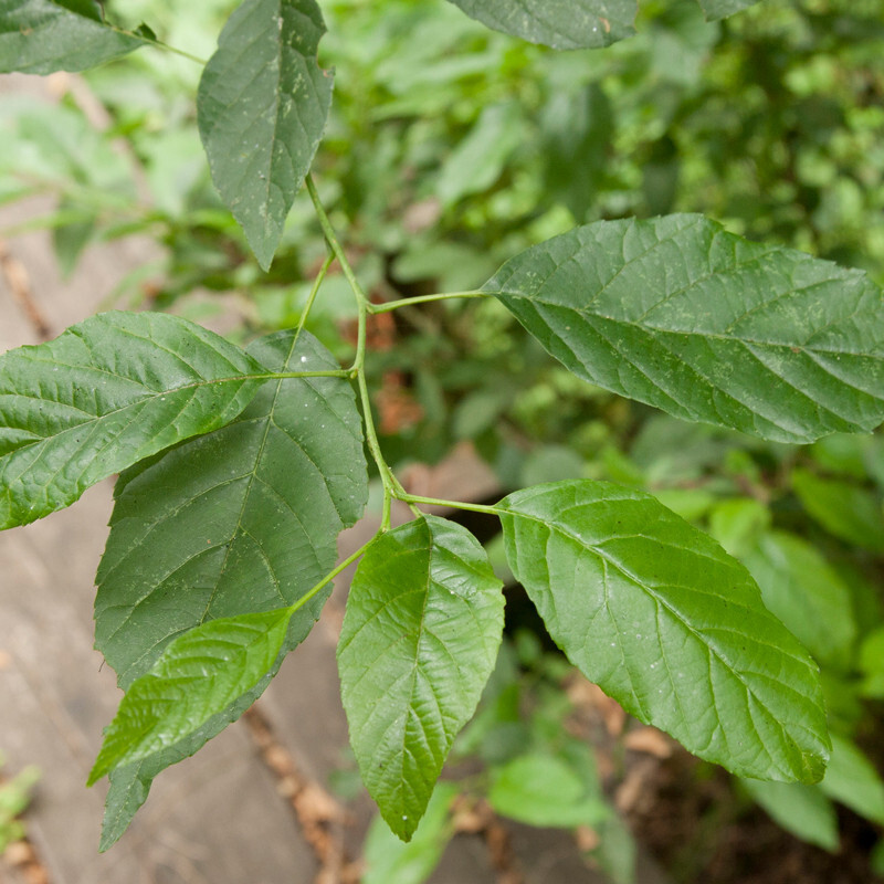MX Alnus Japonica Japanese Alder Tree Seeds Attractive Appearance Bulk ...