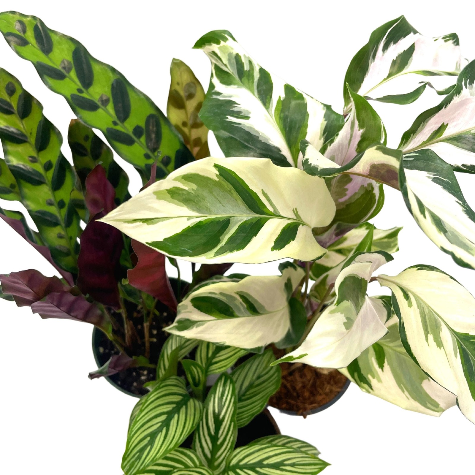 Calathea Assortment Set, 4 inch pots, Set of 3, Prayer Plant Variety ...