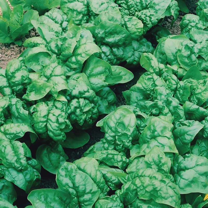 BS 100 Noble Giant Spinach Seeds Non-Gmo Noble Spinach Seeds Fast Grow ...