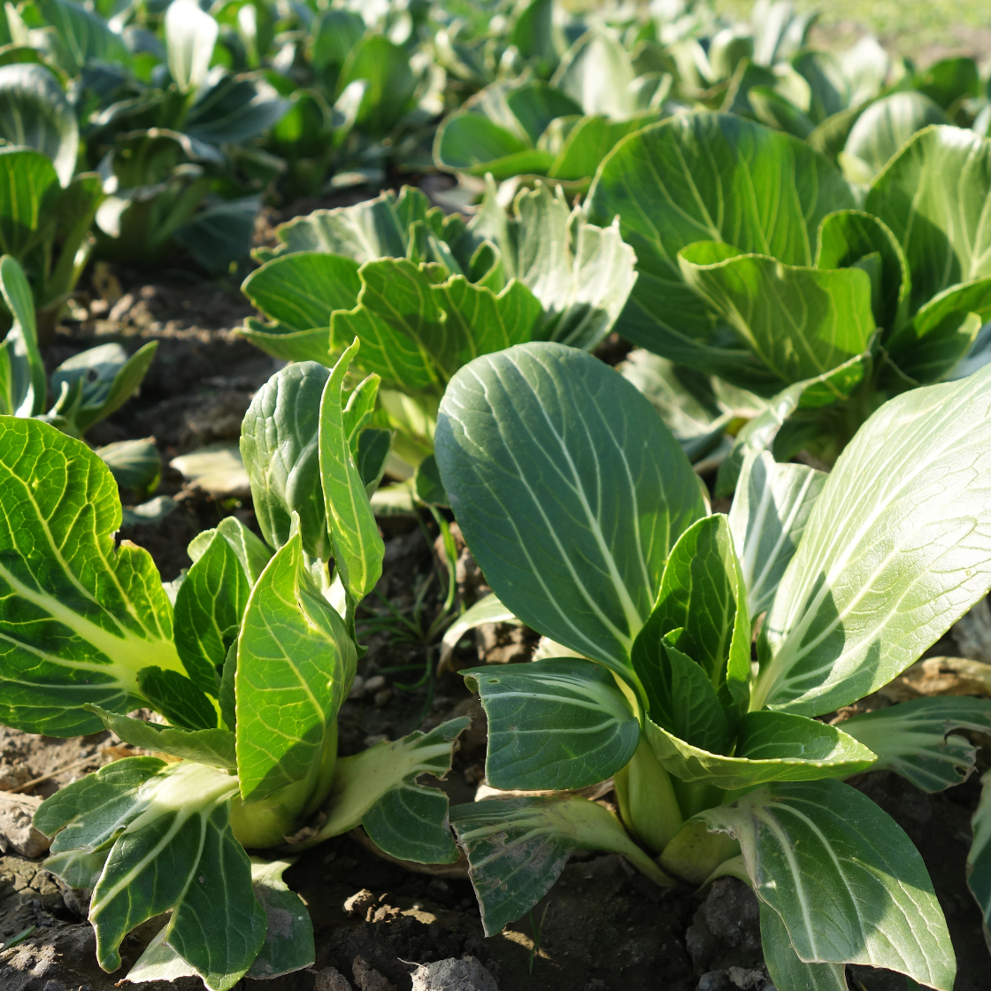 Vegetable Chinese cabbage Suzhou green 2000 PCS Seeds - Seeds & Bulbs