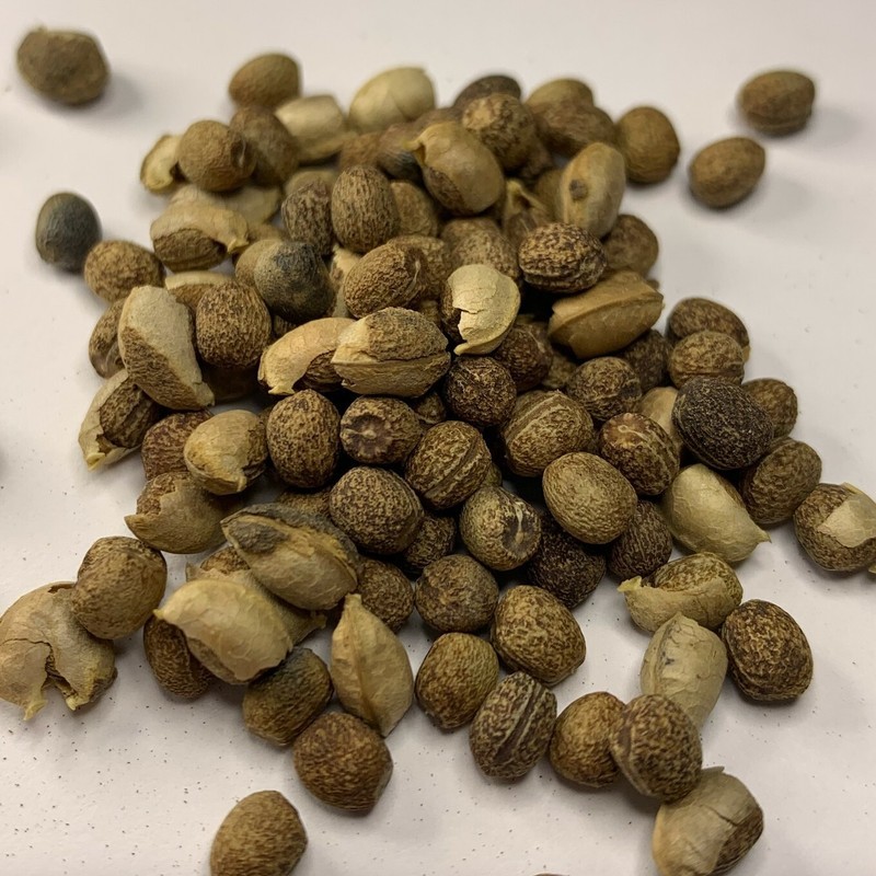 BRN 10 Gopher Spurge Seeds Euphorbia Lathyris Mole Plant * * Fresh ...