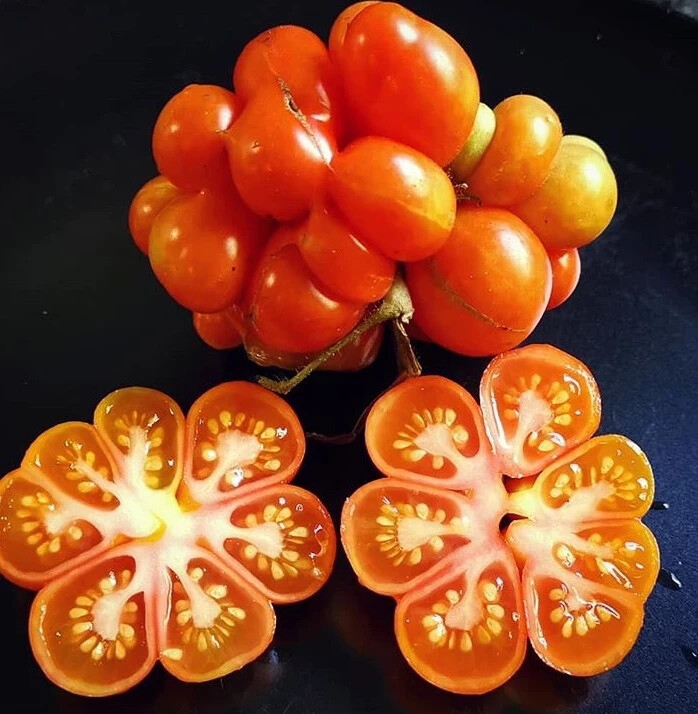 BRN 50 Seeds Reisetomate Tomato Tomatoe Vegetable Fresh Garden - Seeds ...