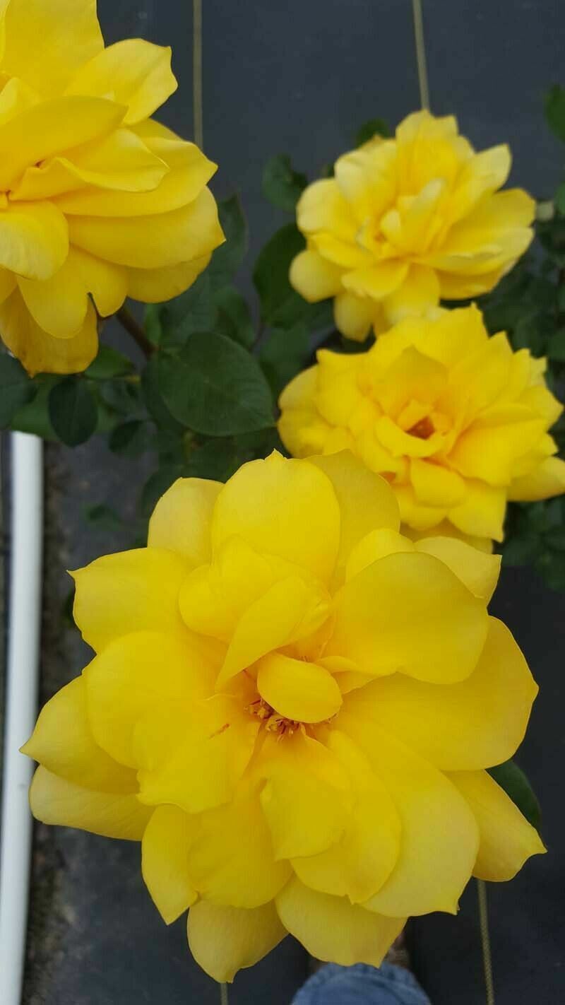 Gold Glow Rose 3 Gal Yellow FRAGRANT Bush Plants Hybrid Tea Plant Roses ...