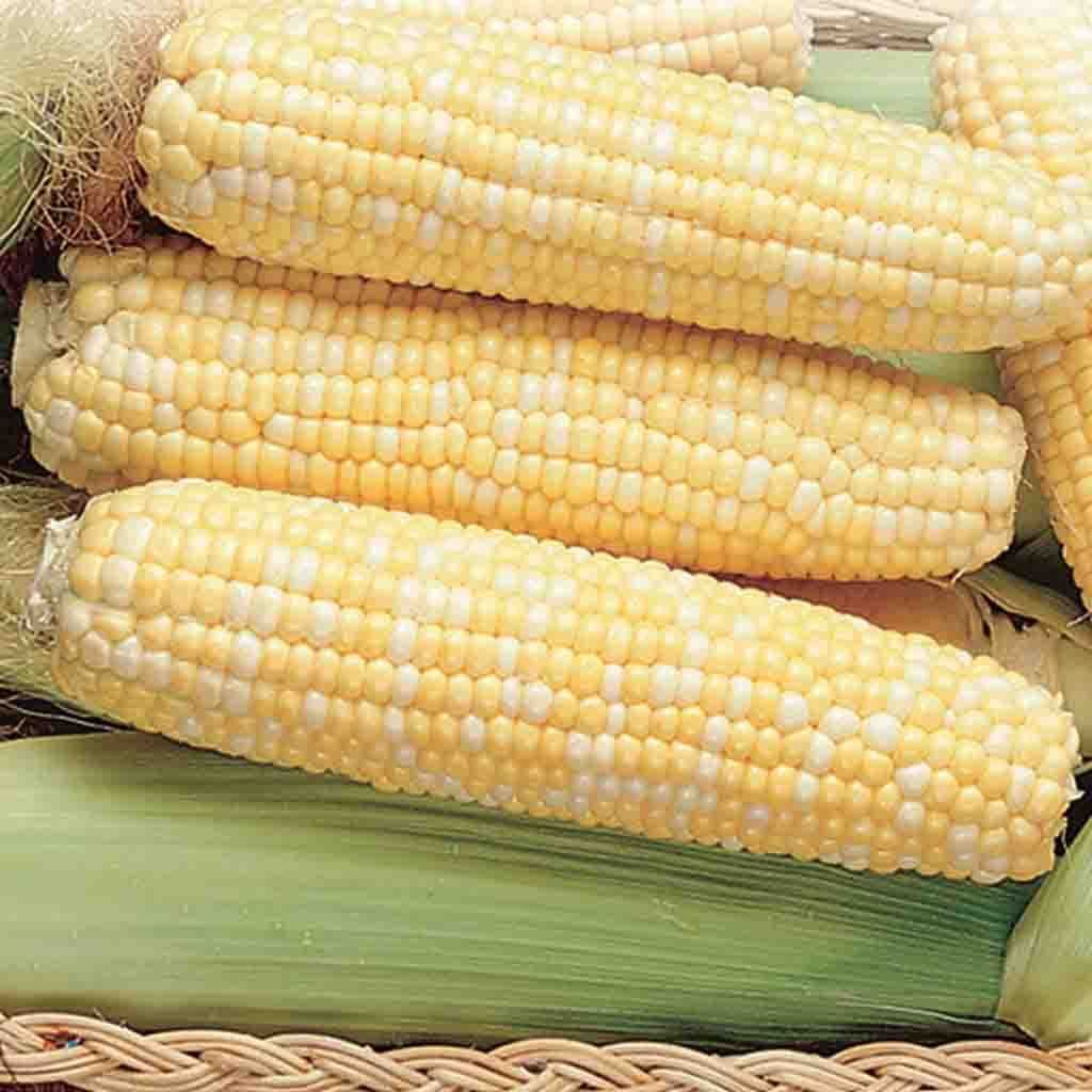 100 Seeds Corn Bi-Color Butter N Sugar Heirloom Organic NON GMO - Seeds ...