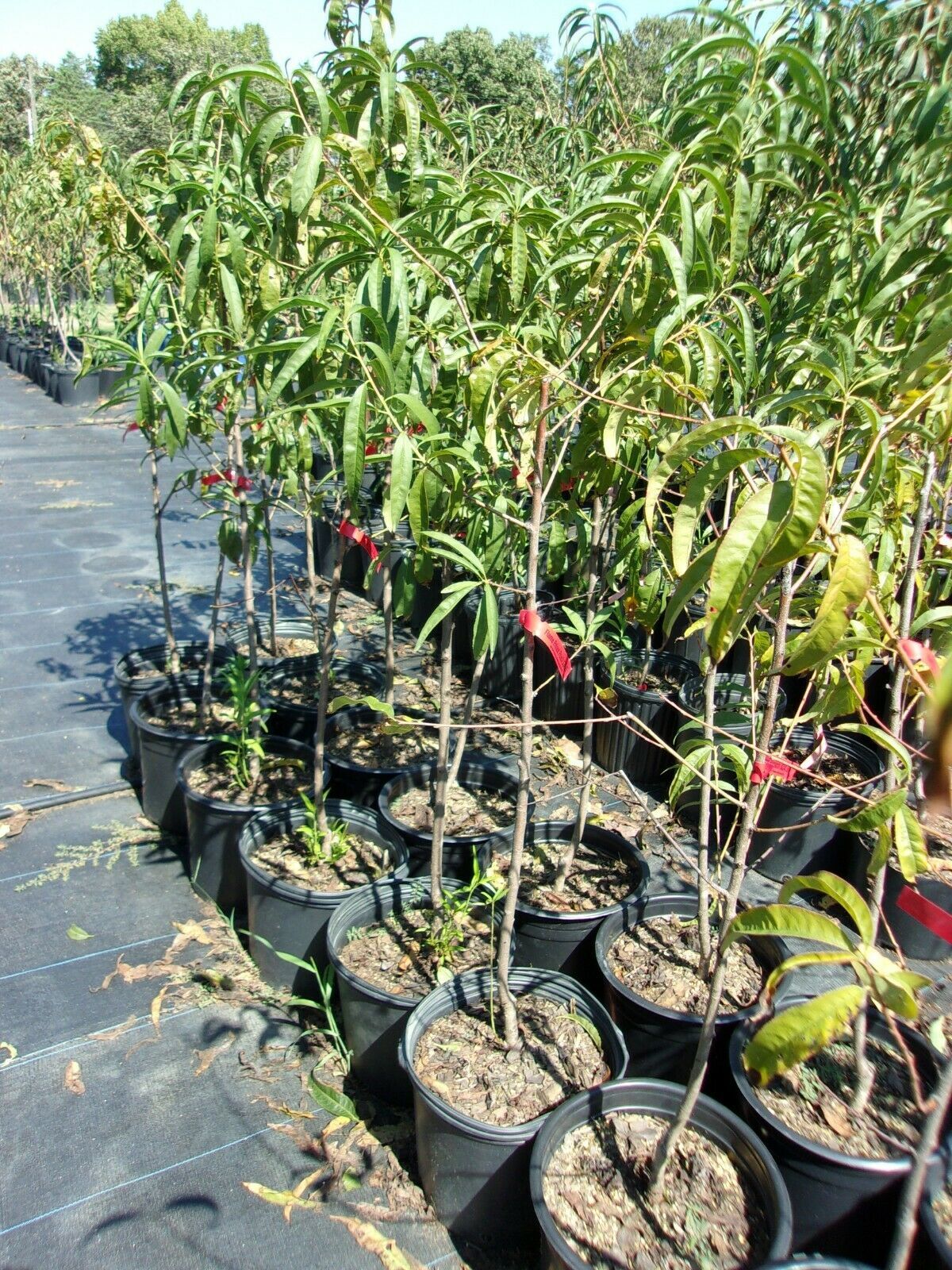 SUMMER PRINCE PEACH 4-6 FT TREE PLANT SWEET JUICY PEACHES FRUIT TREES ...