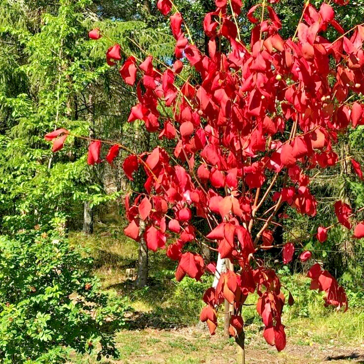 12 Siberian Burning Bush Seeds Spindeltree Euonymus Sachalinensis Fresh ...