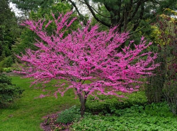PSA 10 Southern Redbud Tree Seeds Fast Growing - Seeds & Bulbs