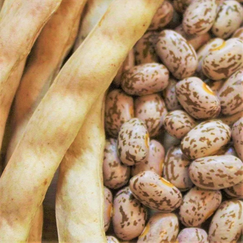 SRN Pinto Bean Seeds For Bush Shell Beans Spanish Pea Vegetable Garden ...