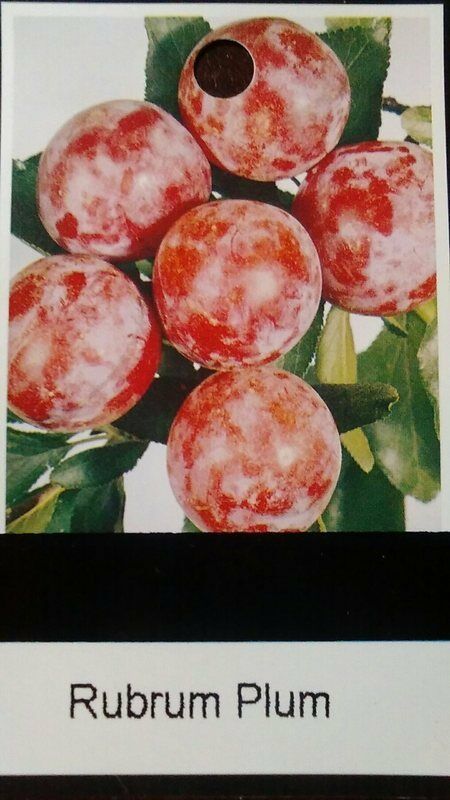 RUBRUM PLUM Fruit Tree Best New Healthy Trees Natural Plums Plant Home ...
