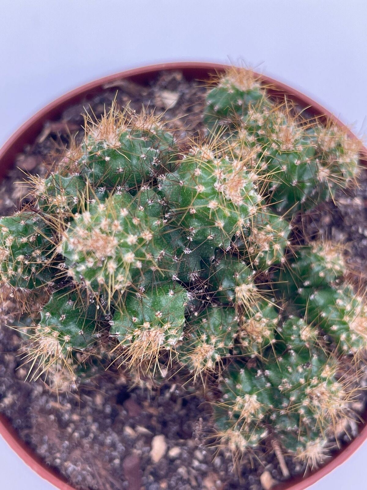 Peruvian Apple Cactus, 4 inch pot, Night-Blooming Cereus Cactus ...