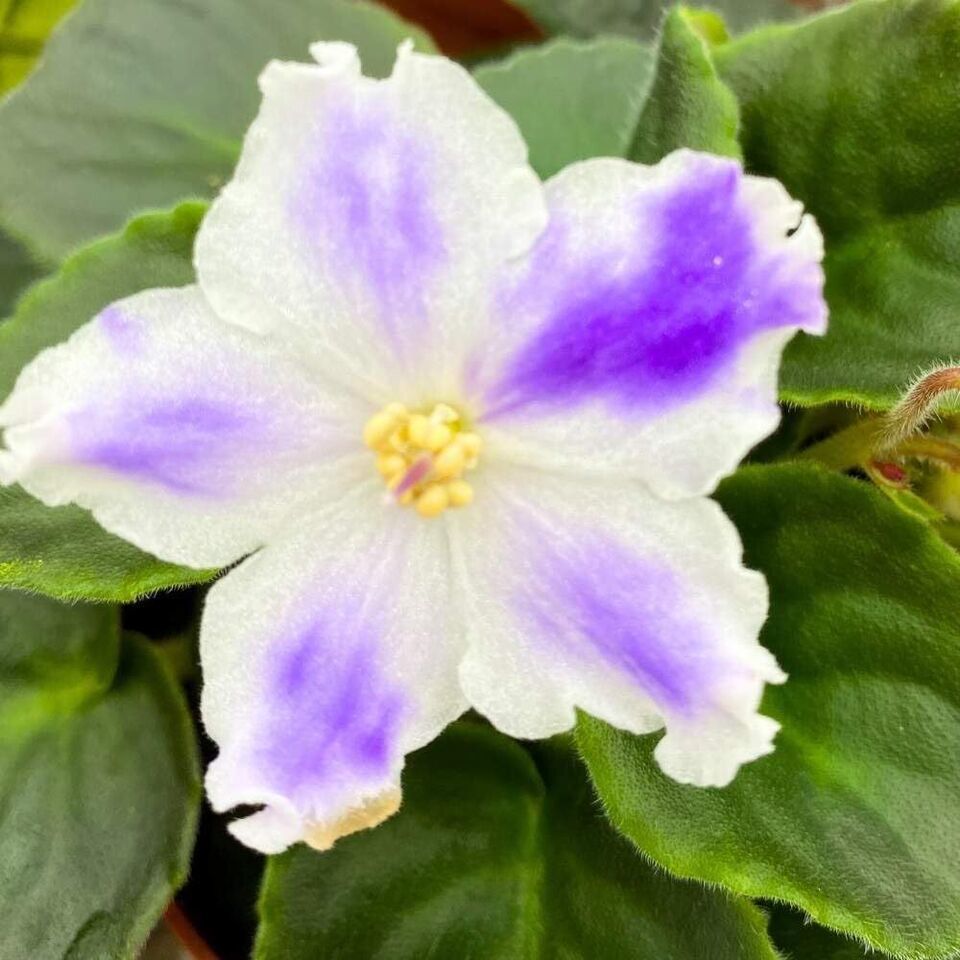 VaT Winter Landscape African Violet, 4 inch, Gesneriad Purple White ...