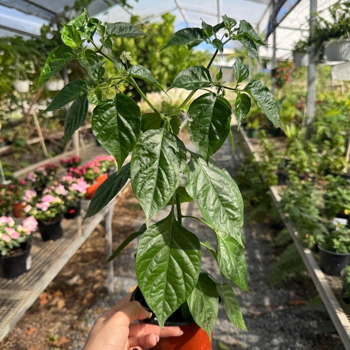 Chili Pepper Capsicum Annuum Live Tree 10Inch-18Inch Plant Garden ...