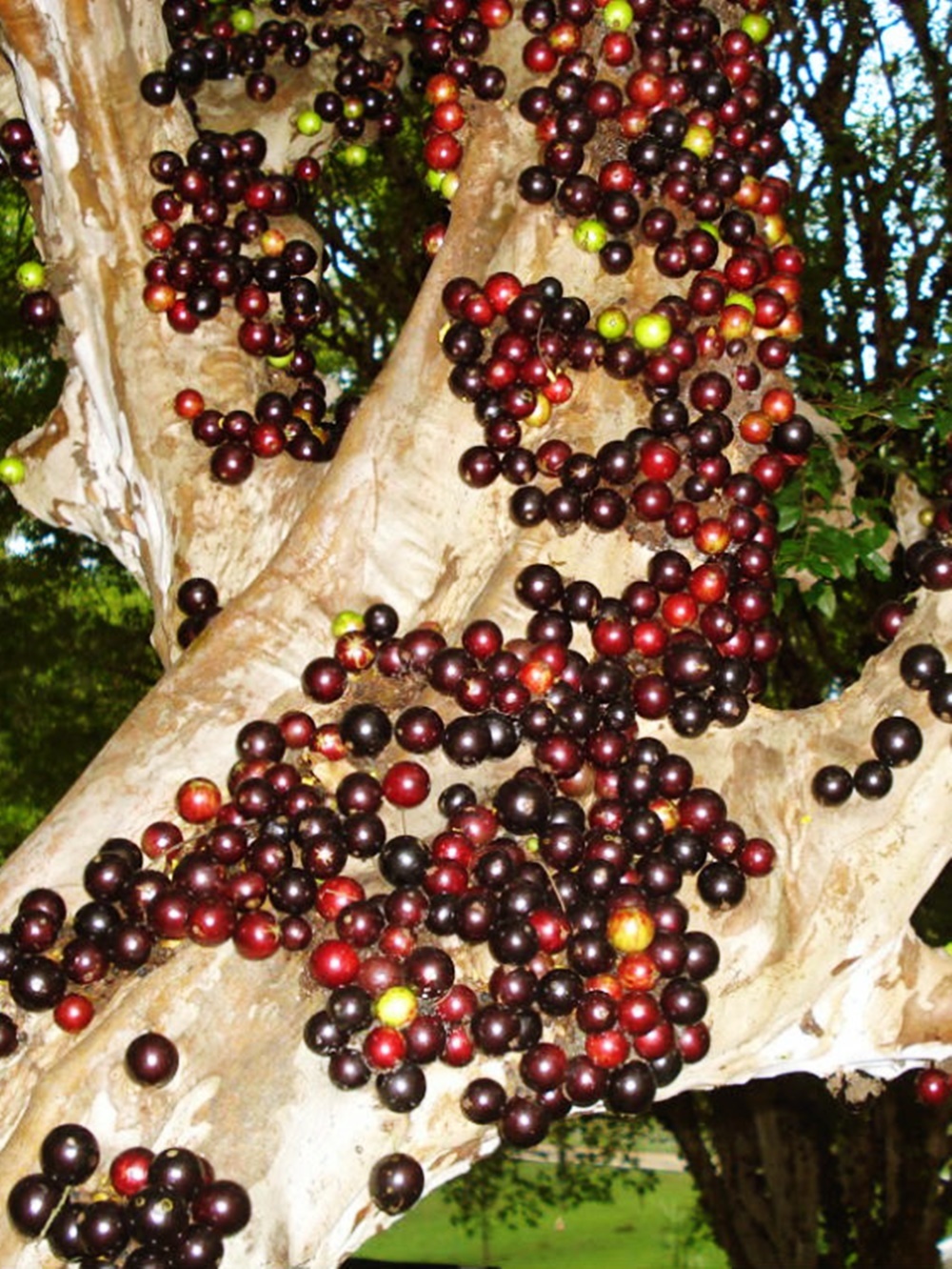 Plinia cauliflora Jabuticaba Myrtaceae 100 Seeds ThailandMrk - Seeds ...