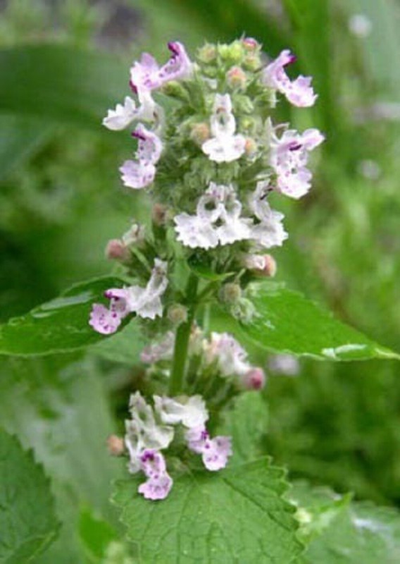 KKG 200 Lemon Lemony Catnip Nepeta Cataria Citrodoria Herb Fresh Garden ...