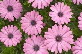 15 PCS Seeds Osteospermum Ecklonis African Transvaal Veldt Daisy ...