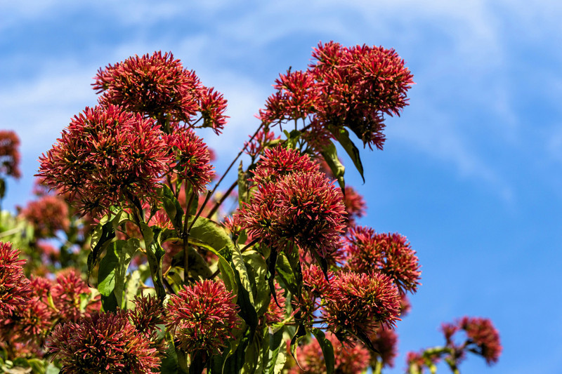 KKG 20 Seven Son Shrub Tree Heptacodium Miconioides White Red Fresh ...
