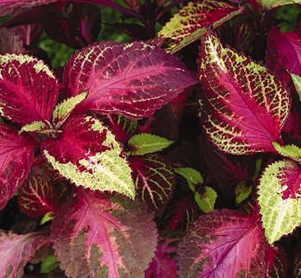 FMG Coleus Sunversa Series Rose Lime Magic Pl Seeds Fast Grow - Seeds ...
