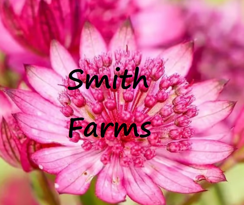 LWK 25 Seeds Pink Cerise Button Astrantia Flower Bright Large Head ...