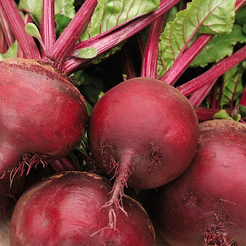 FMG Ruby Queen Red Beet Seeds Blood Turnip Harvard Mangel Root Fast ...