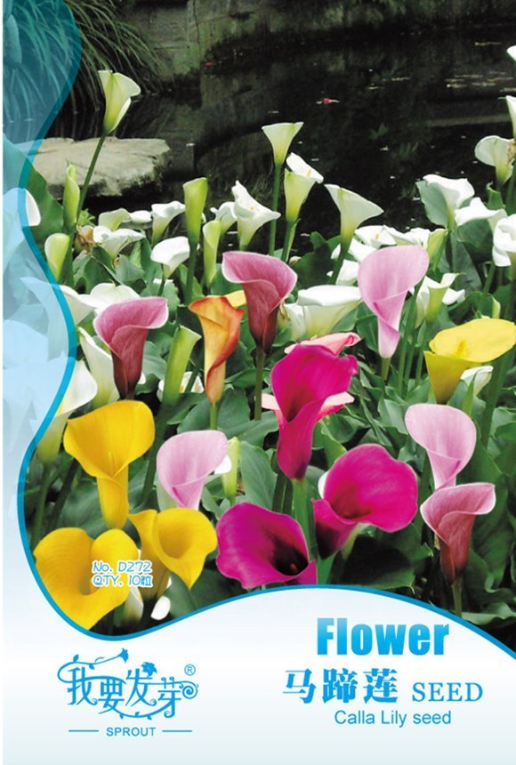 AQL Mixed Calla Lily Flower Seeds Original Pack 10 Seeds / Pack - Seeds ...