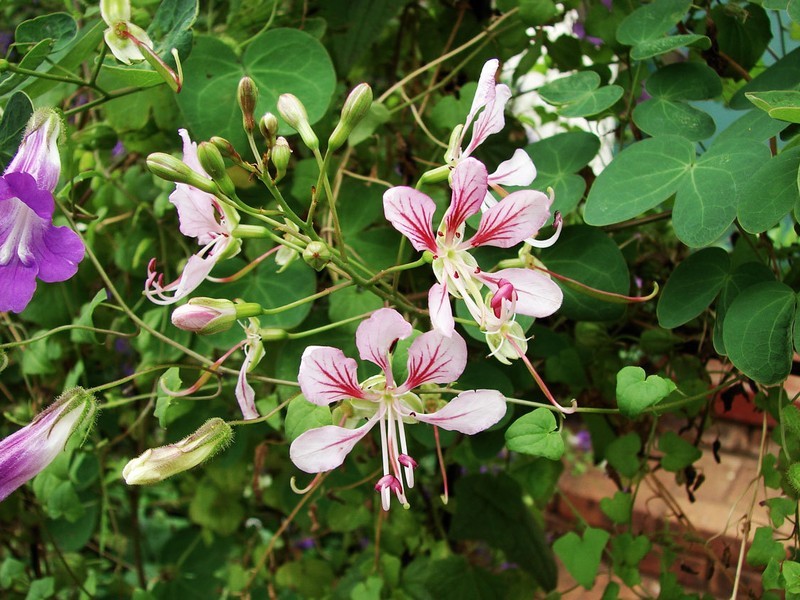 SRN Bauhinia Yunnanensis Hardy Orchid Vine Cold Hardy Seeds Garden ...