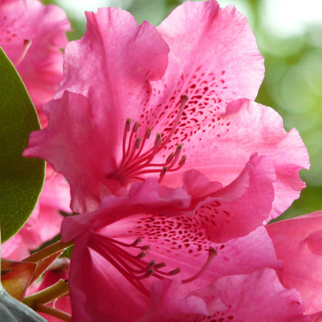 Japanese Azalea Dark Red Rhododendron Flowers 100 PCS Seeds - Seeds & Bulbs