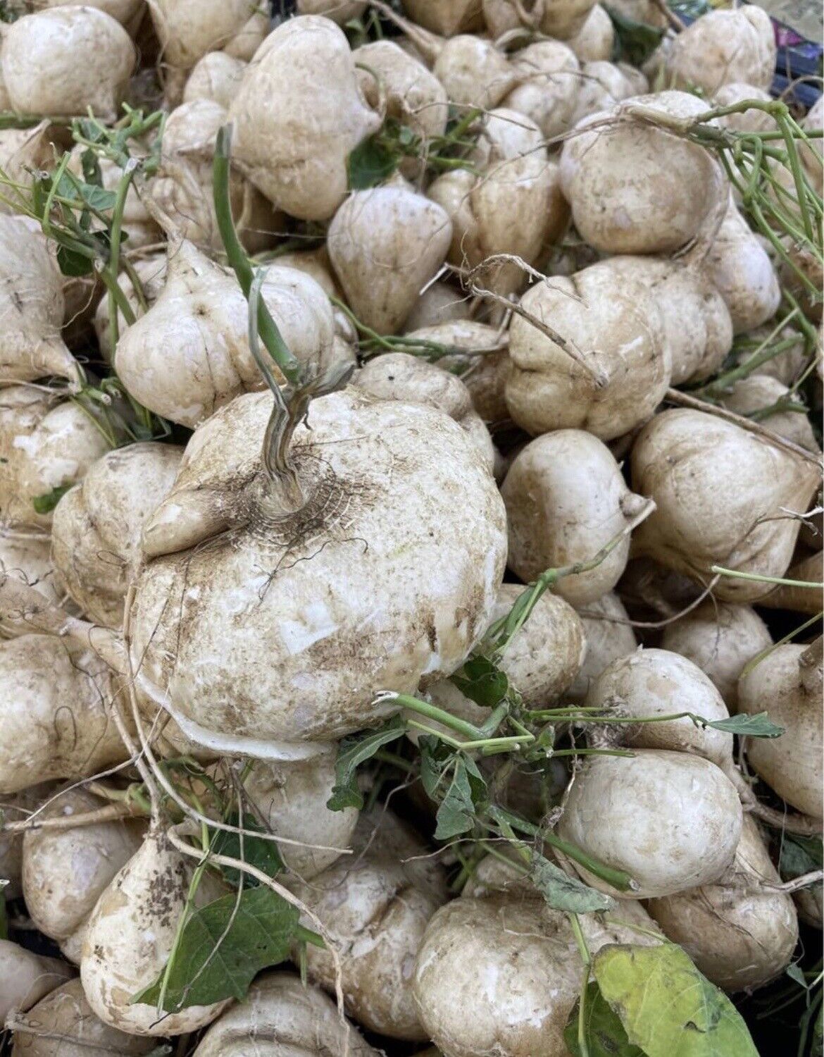 100 Seeds Singkamas Mexican Yam Bean Root Cu Dau Man Kaew For Planting ...
