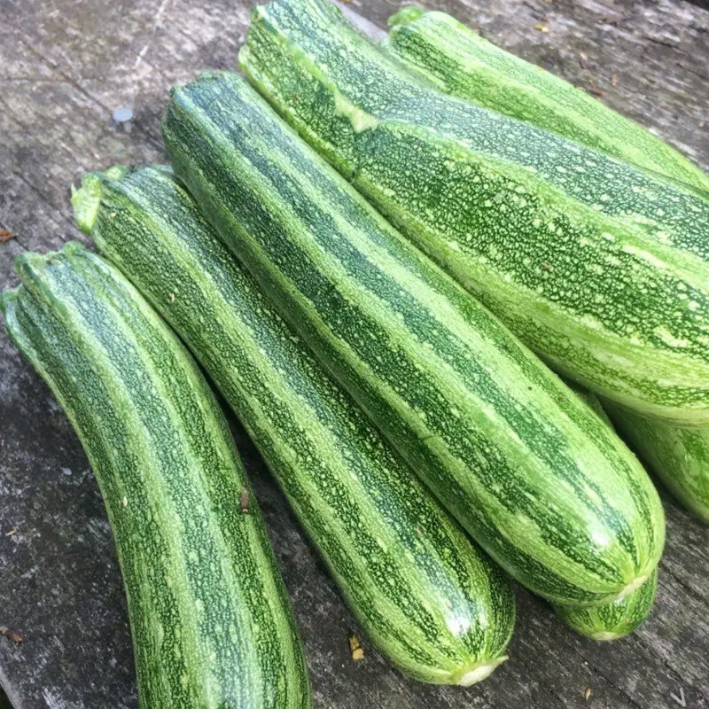 PSA Cocozelle Squash Summer Cucurbita Pepo Quick Maturity Fast Growing ...