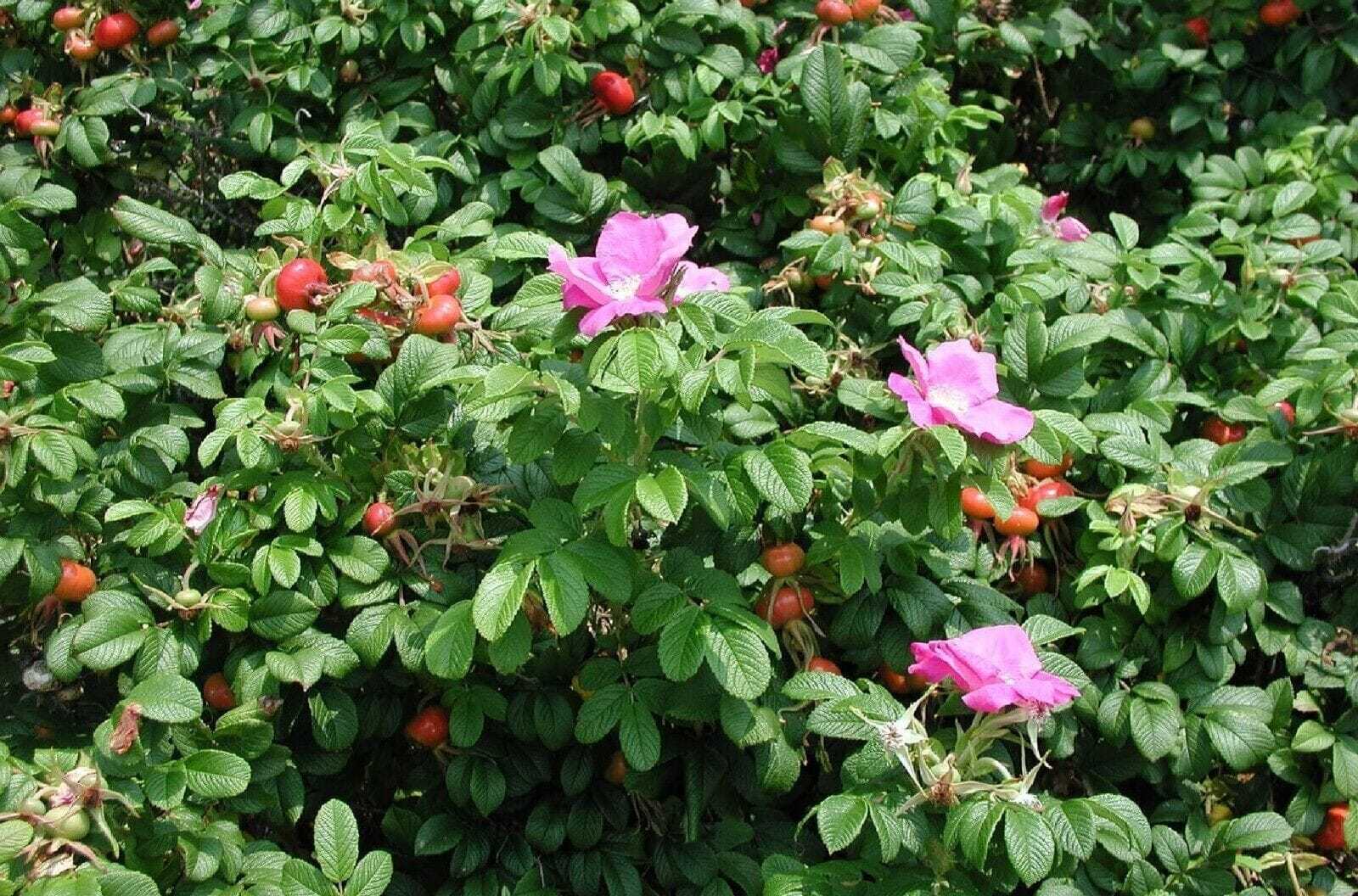 30 Seeds Seaside Pink Rose Rosa rugosa Fruiting Shrub Fresh Seeds ...