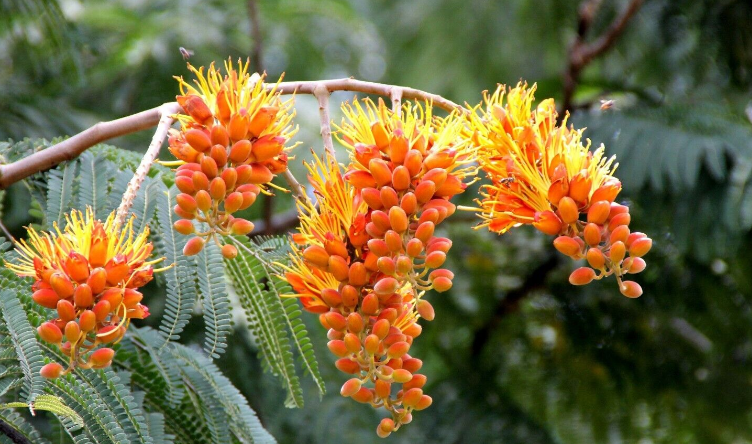 10 Pc Seeds Colvillea racemosa Plant, Colville’s Glory Seeds for ...