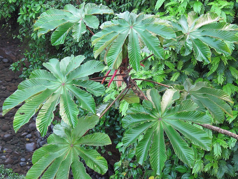 FMG Cecropia Peltata Trumpet Tree Seeds Fast Growing - Seeds & Bulbs
