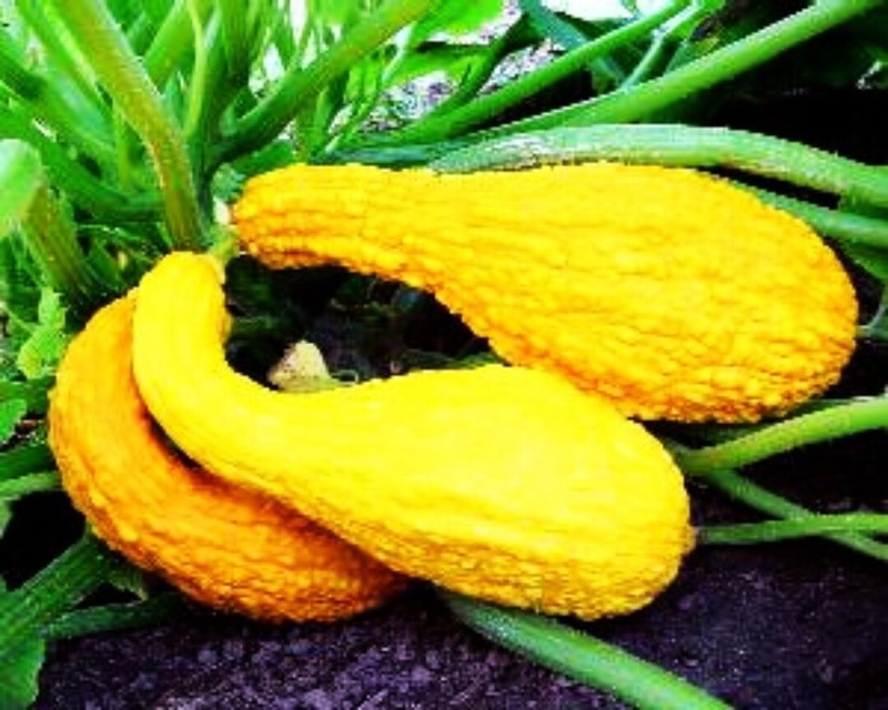 FMG 10 Crooked Neck Summer Squash Seeds Non-Gmo Fast Grow - Seeds & Bulbs