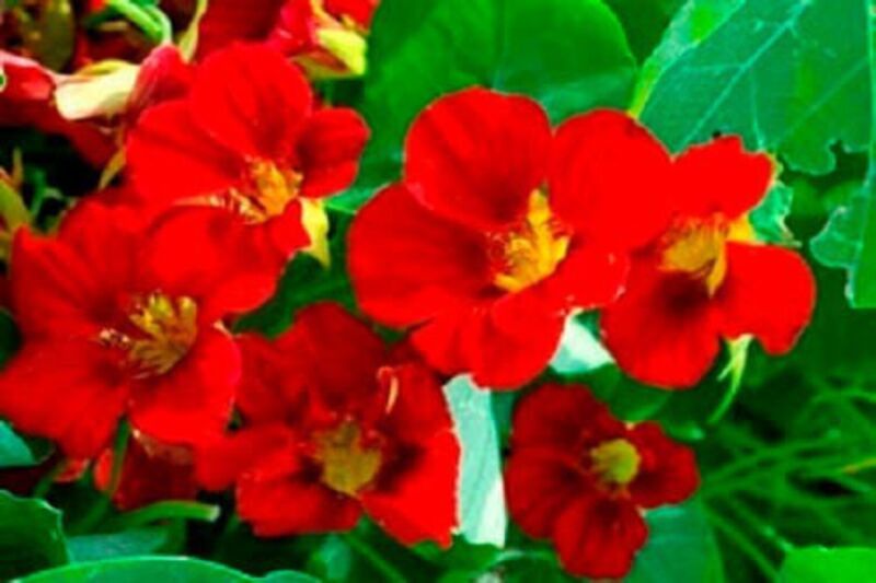 SKMO 25 Dwarf Red Empress Nasturtium Tropaeolum Nanum Hummingbird ...