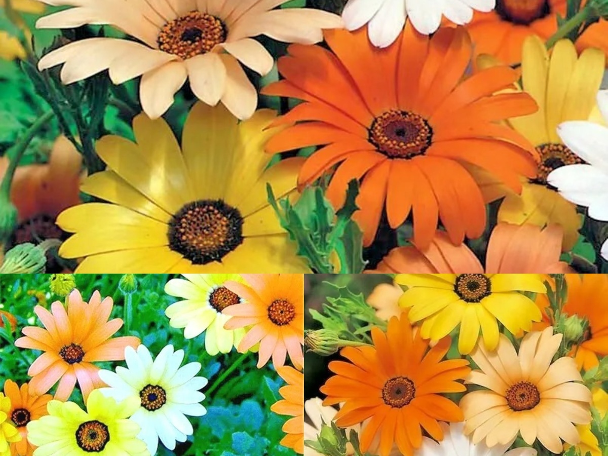 201+AFRICAN DAISY MIX White Orange Yellow Apricot Seeds Drought ...