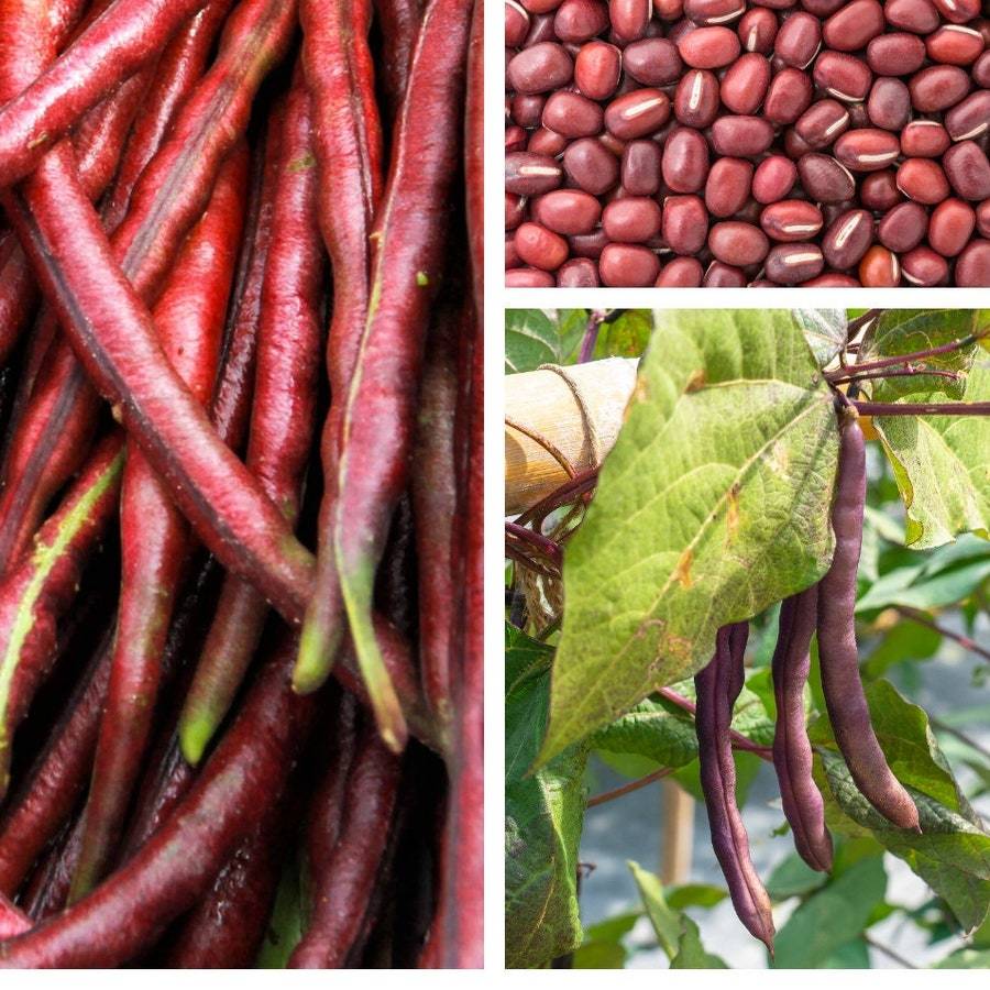 100 Red Ripper Cowpea Cow Pea Southern Pea Vigna Unguiculata Legume ...