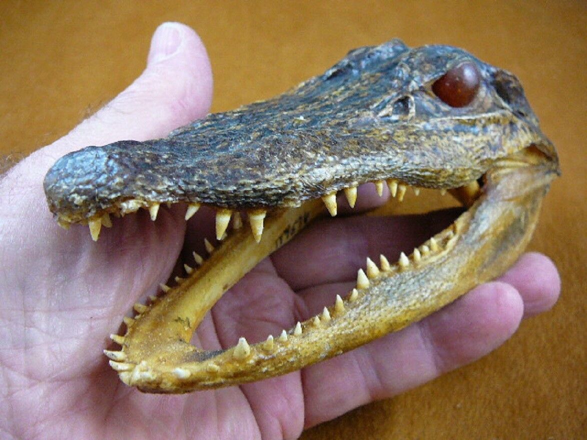 (G-Def-216) 5-1/8" Deformed Gator ALLIGATOR Aligator HEAD teeth ...
