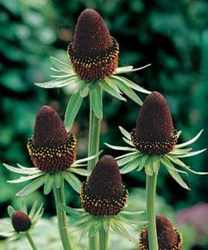 Rudbeckia Occidentalis Western Coneflower 15 Seeds Fast Grow - Seeds ...