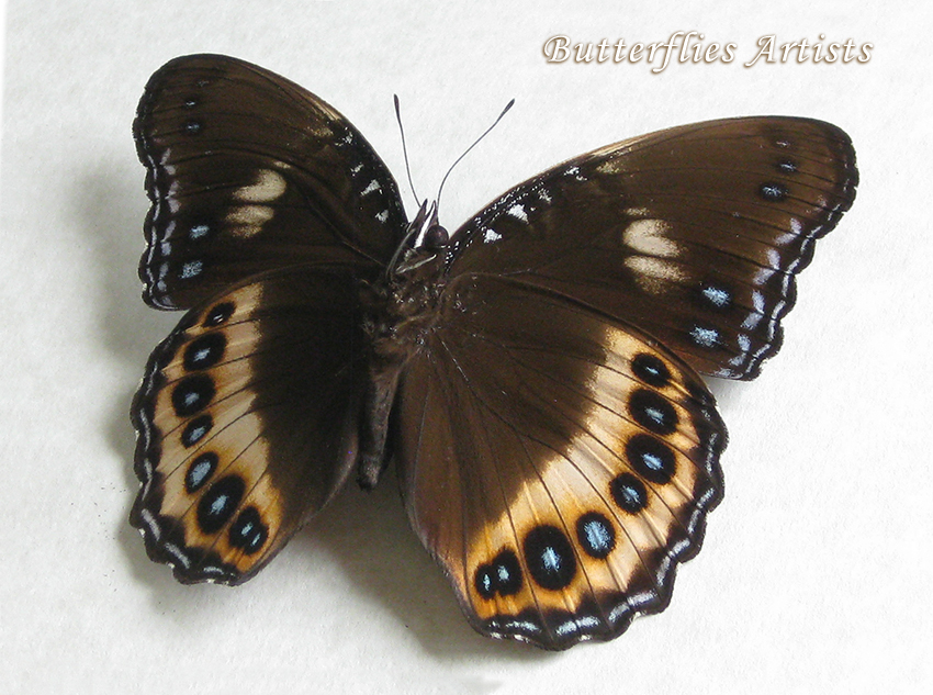 Hypolimnas Pandarus Pandora Large Rare Butterfly Framed Entomology ...