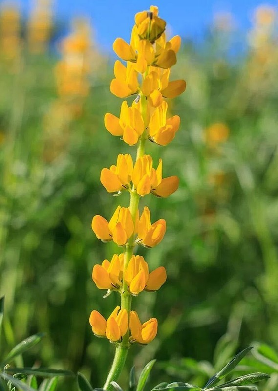 LKS Lupinus Densiflorus Golden Lupine Aureus 10 Seeds Home Garden ...