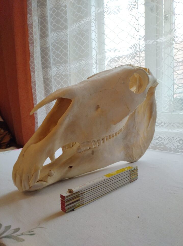 Large equine stallion horse skull complete full set of teeth taxidermy ...