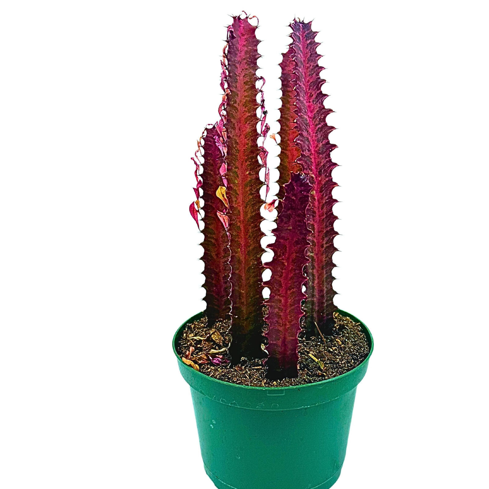Red African Milk Tree, 6 inch Pot, Euphorbia Trigona, All red - Plants ...