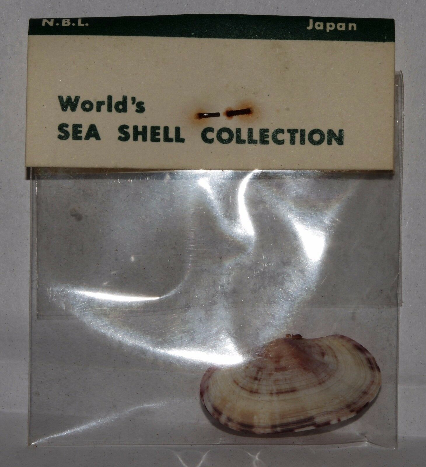 VINTAGE SEA SHELLS LONG SIPHON CLAM SANGUINOLARIIDAE GARI MACULOSA B1 - Other Collectible Shells