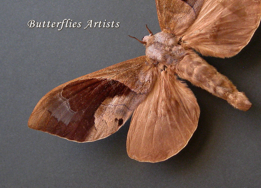 Rare Ghost Moth Paralebeda Femorata Lasiocampidae Framed Entomology ...