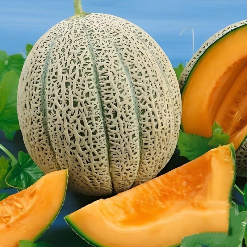 LWK 30 Delicious 51 Melon Seeds Non-Gmo Cantaloupe Muskmelon #Melon ...