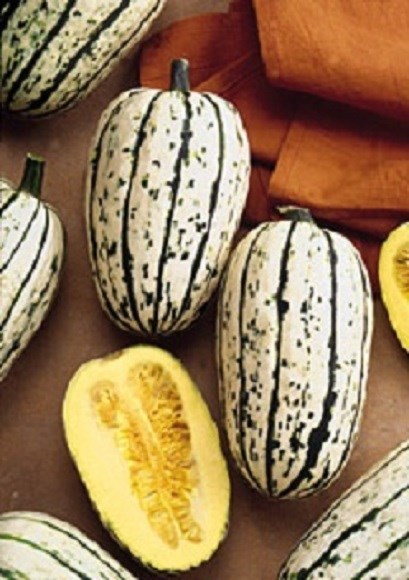 PSA Squash Seeds 50 Delicata Winter Squash Seeds 100 Days Nursery Seeds ...