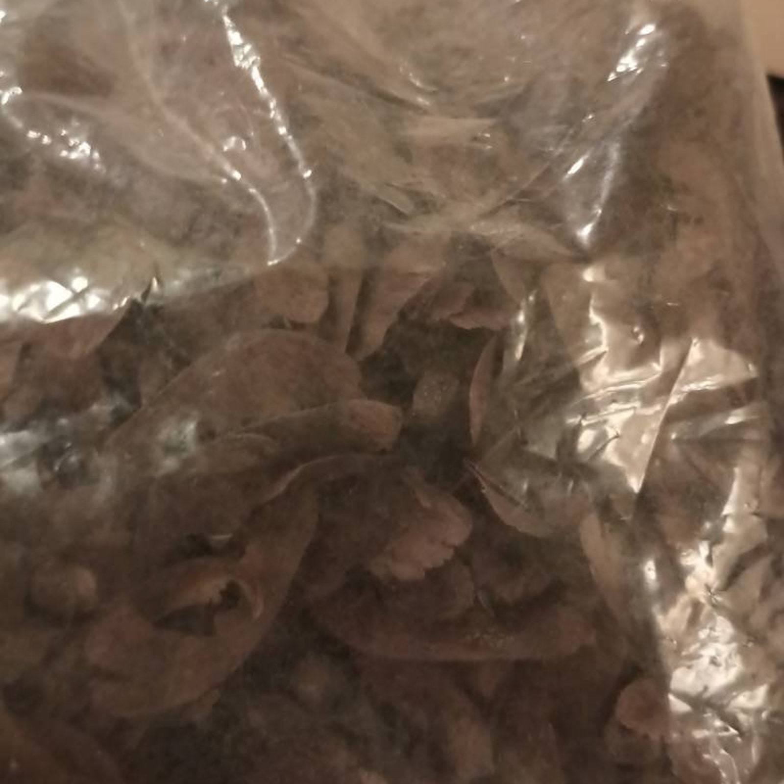 Meigetsu Full Moon Maple Tree Seeds Acer Japonicum Meigetsu A Type Of ...