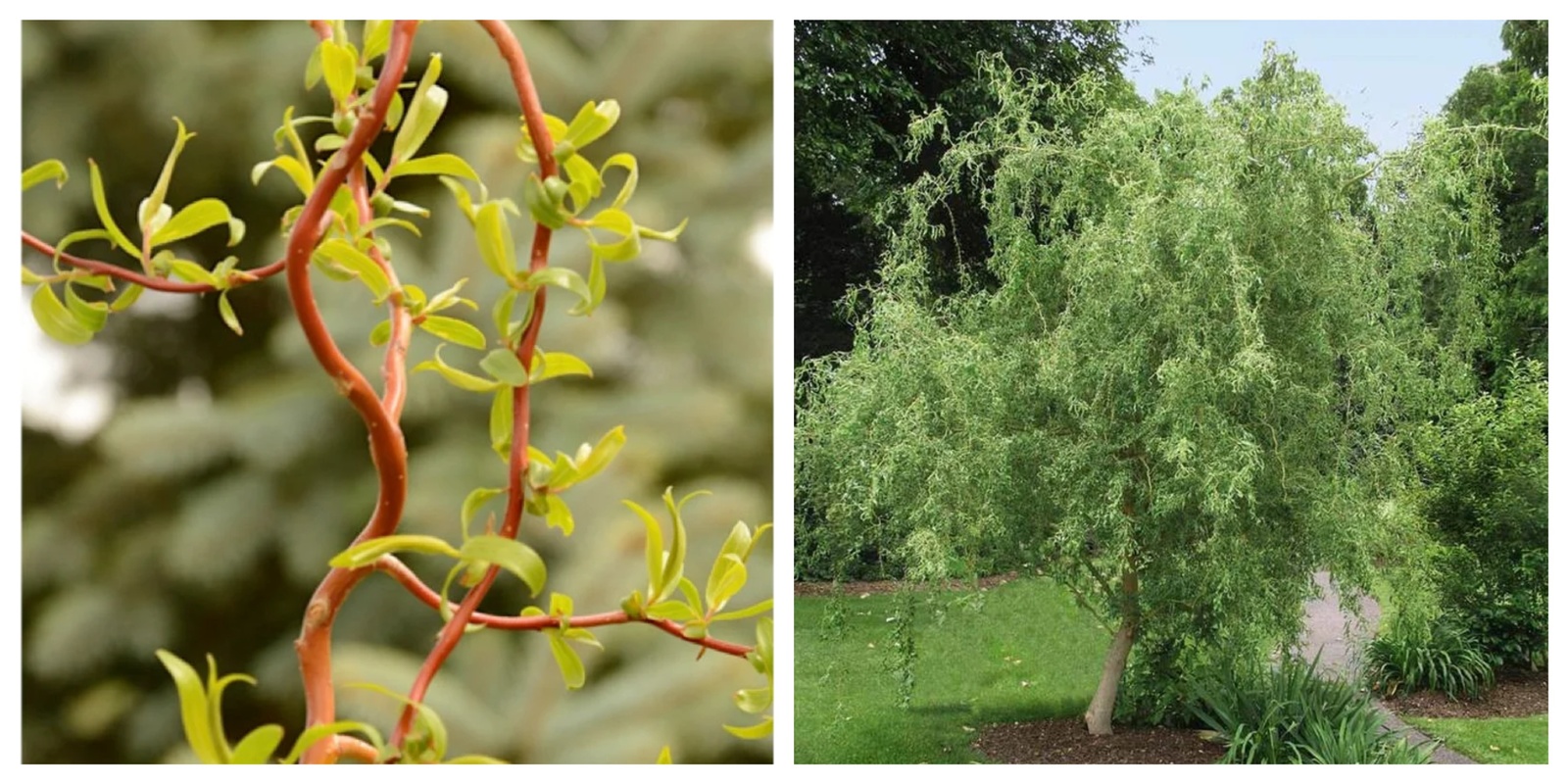 New 4 Scarlet Curls Corkscrew Willow Tree Cutting Live Plant Cuttings ...