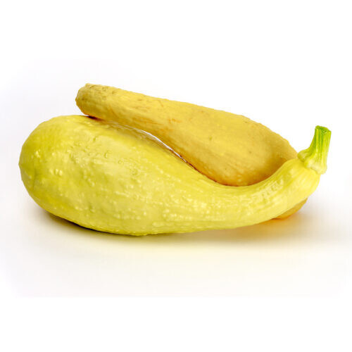 BS 25 Crookneck Squash Seeds Fast Grow - Seeds & Bulbs