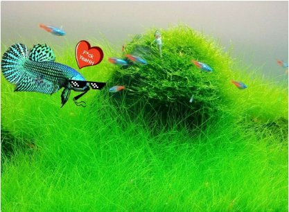 Aquarium Plant Java Fish Tank Aquatic Grass Landscape Decoration 1000 Seeds - Home & Garden