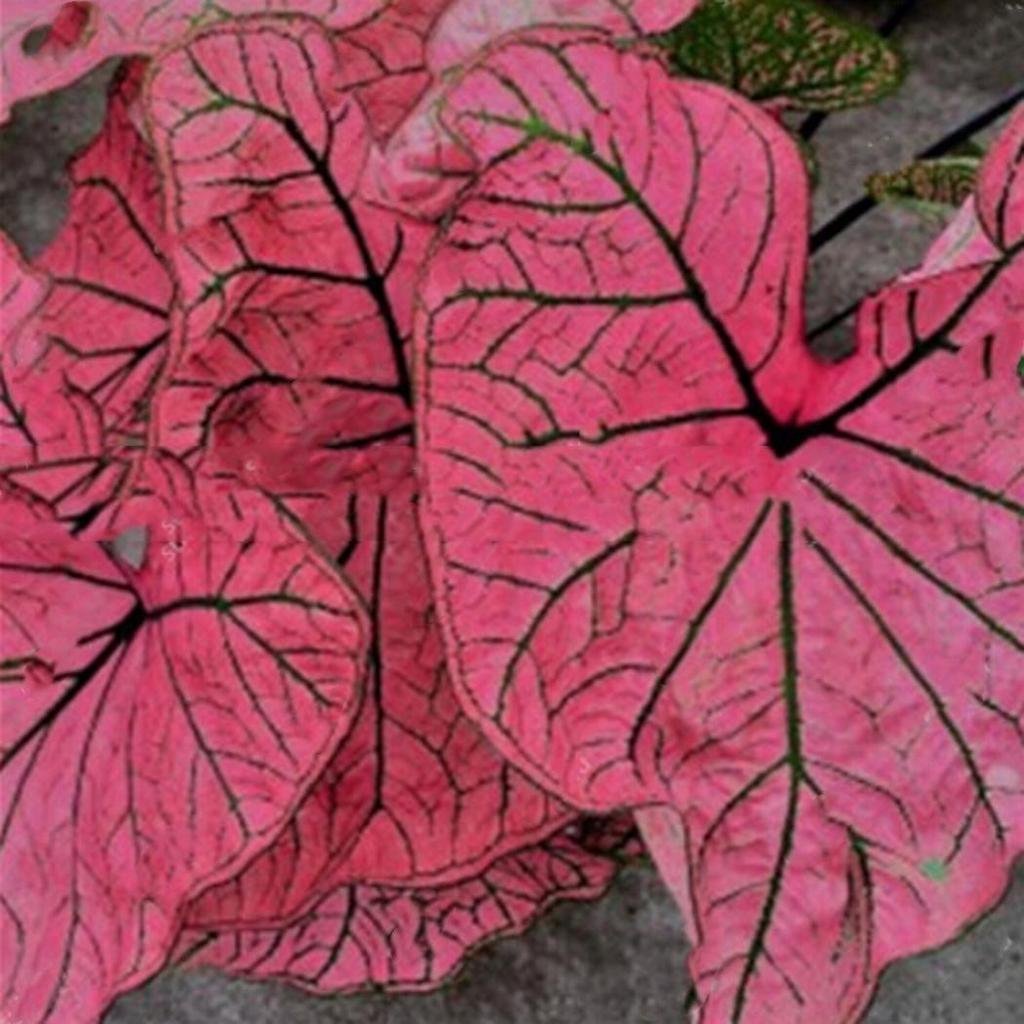 Multiple Colour Thailand Caladium Bonsai Of Perennial Rainbow 150 PCS ...